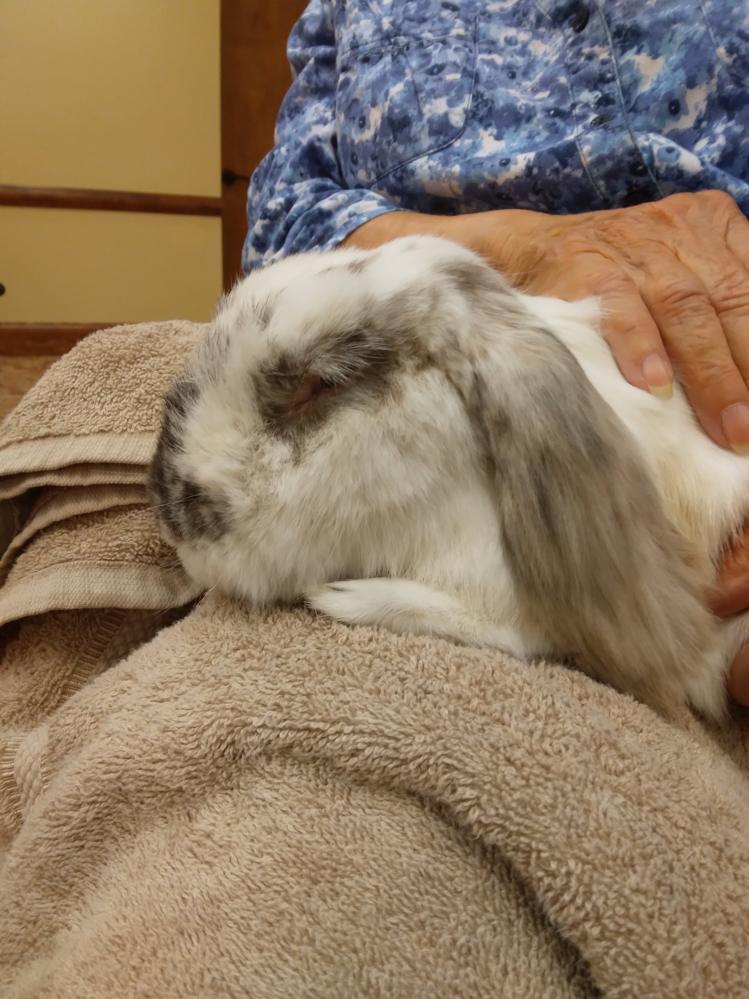 Our Services — THERA-PAWS - Animal Assisted Interventions