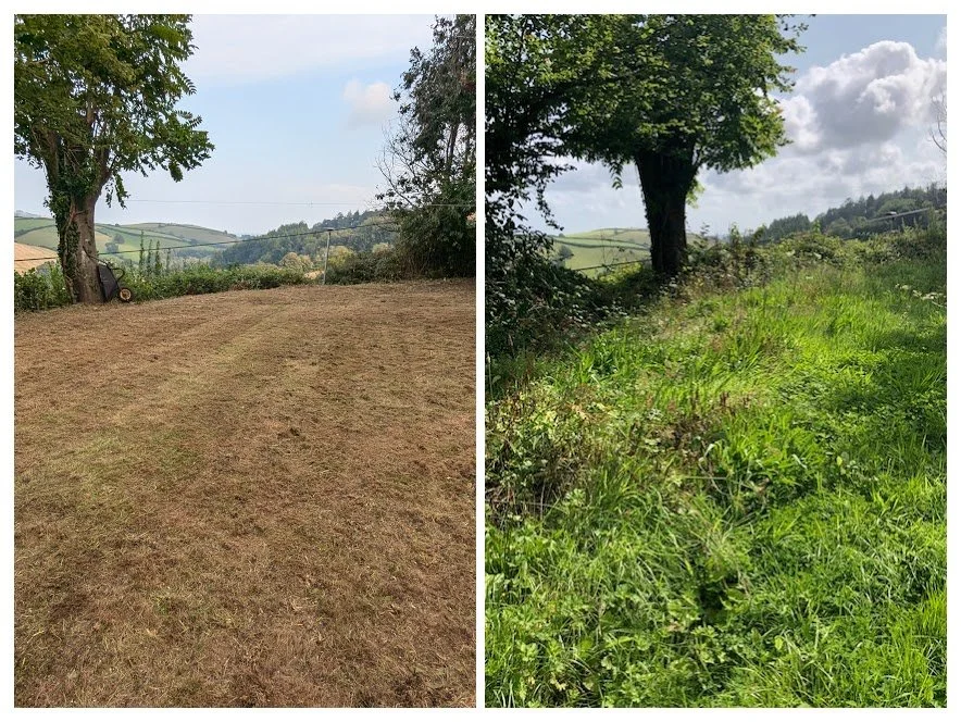 Wild Areas | Discover Wild Gardening Tips — TOTNES GARDENING