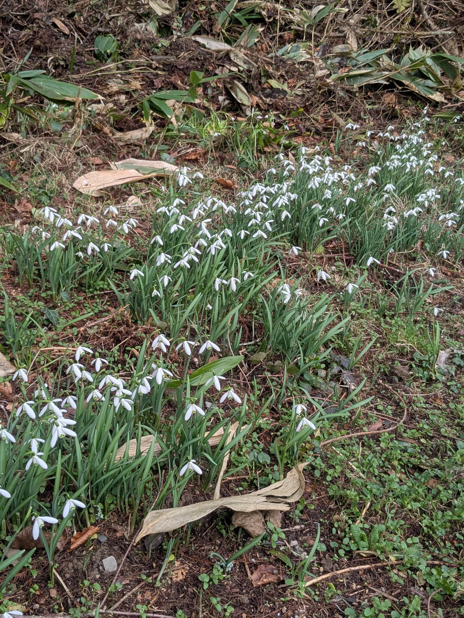 Snowdrops in a Rewilding Garden: Protection & Pollination | Totnes ...