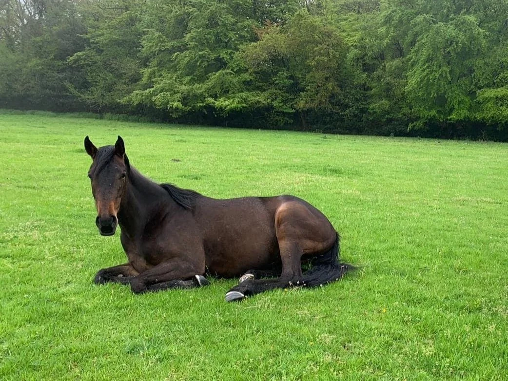 Sandford Stables horses — Sandford Stables (Prev. Woodhouse Farm Stables)