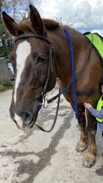 Sandford Stables horses — Sandford Stables (Prev. Woodhouse Farm Stables)