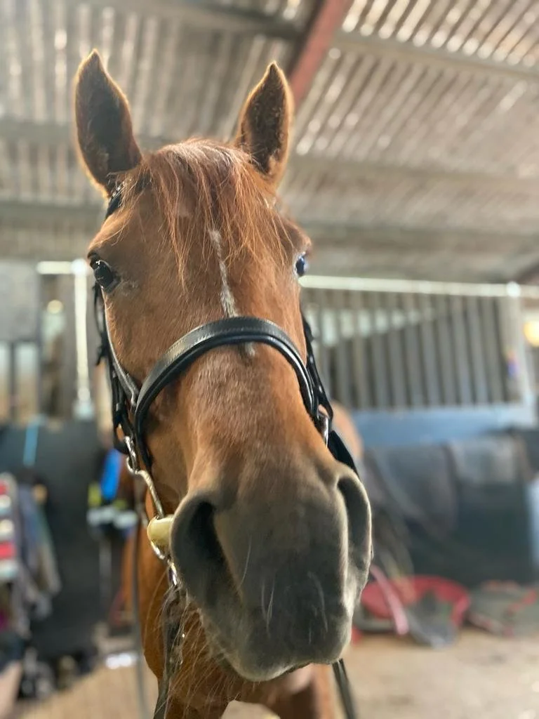 Sandford Stables horses — Sandford Stables (Prev. Woodhouse Farm Stables)