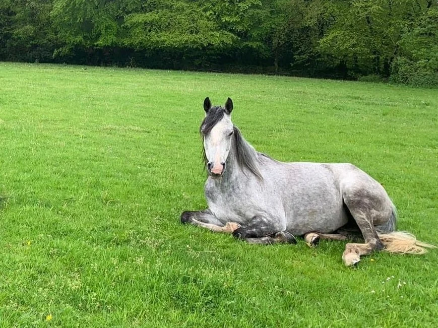 Sandford Stables horses — Sandford Stables (Prev. Woodhouse Farm Stables)