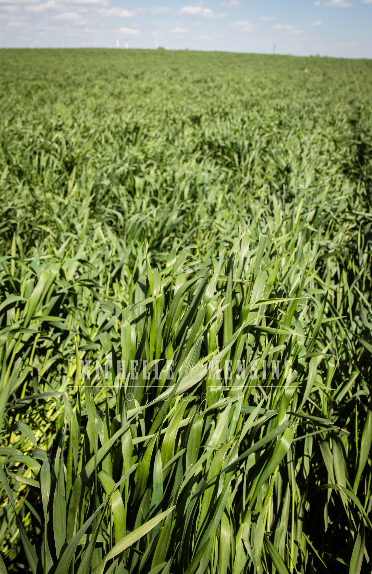 Ag Lifestyle Photoshoot | Iowa Cover Crop — Michelle Mensing Photography