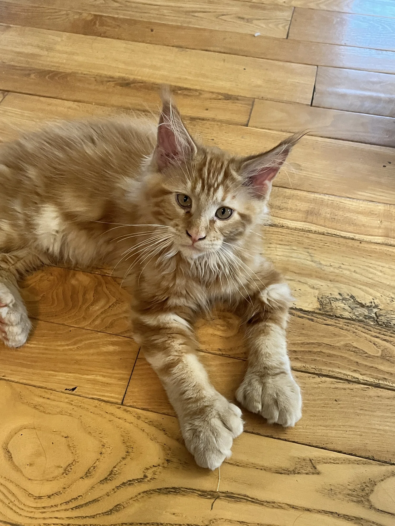 KITTEN RESERVATIONS — Charlies Maine Coon Cattery and Boutique Cat ...