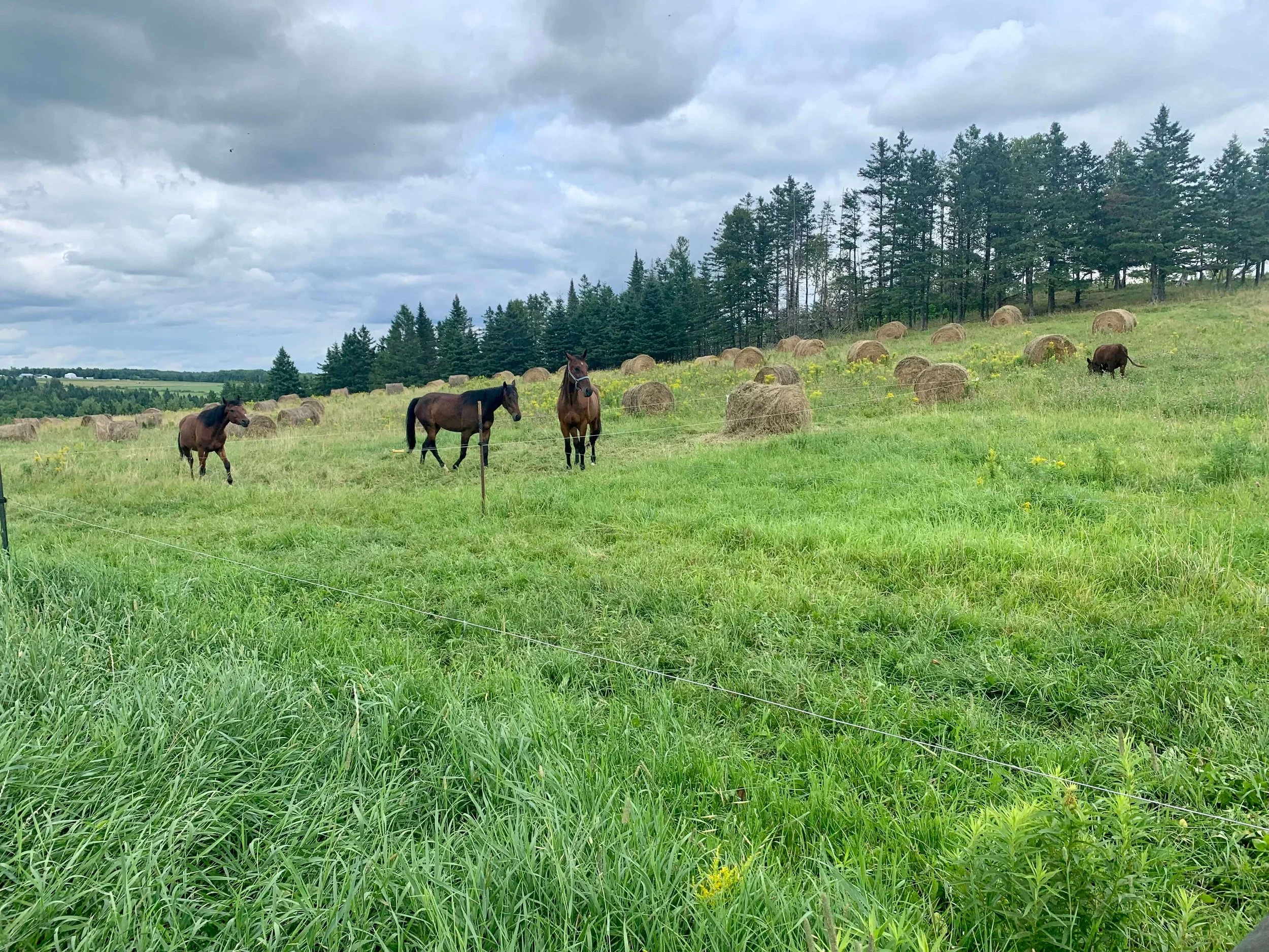 One-Time Farm Transformation Action Plan — Regenerative Wisdom