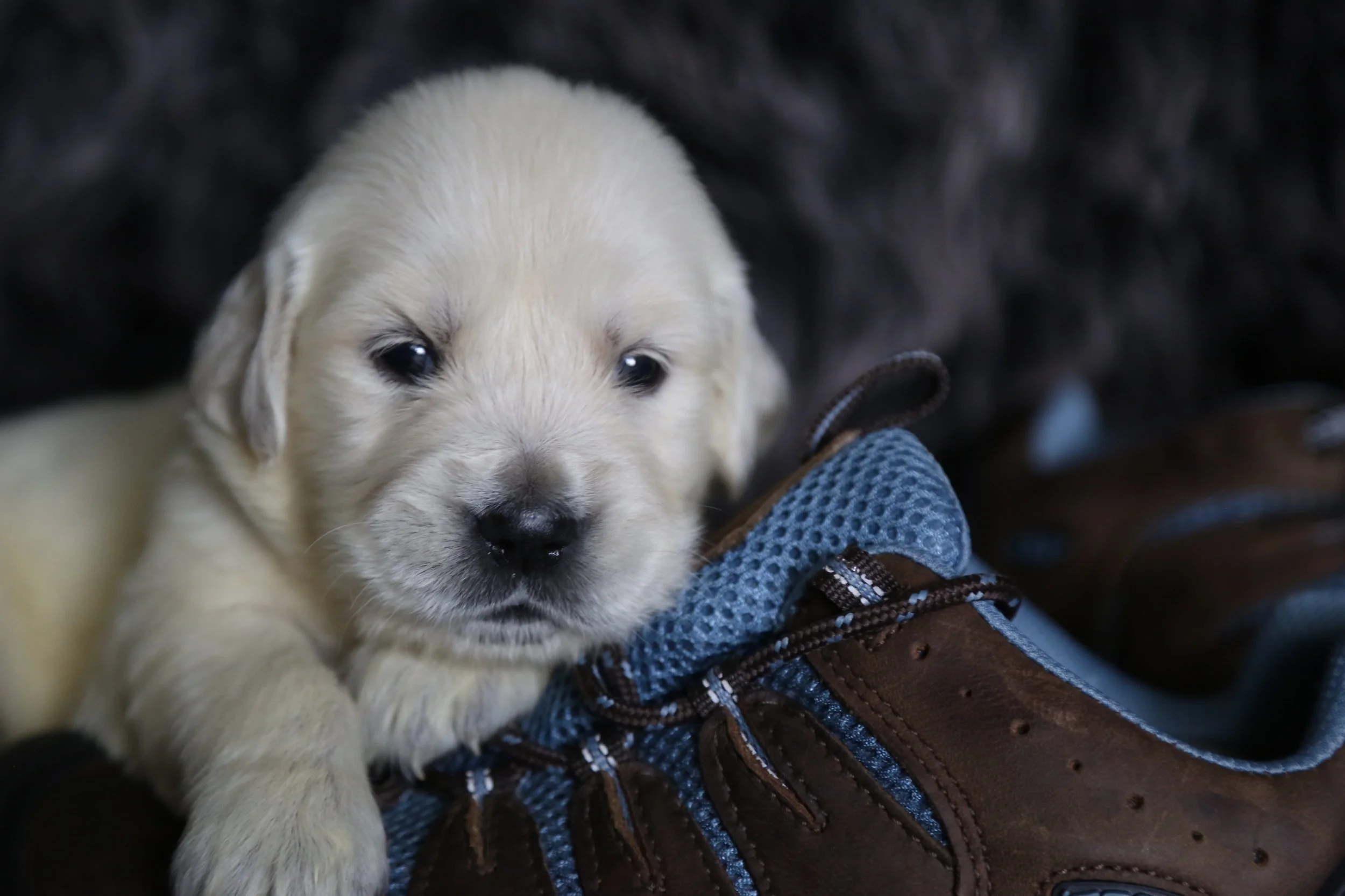 COLD SPRING MOUNTAIN RETRIEVERS