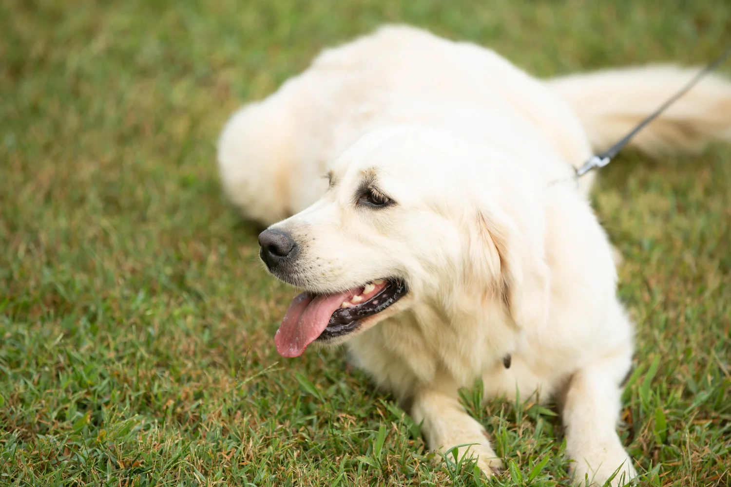 Our Dogs — COLD SPRING MOUNTAIN RETRIEVERS