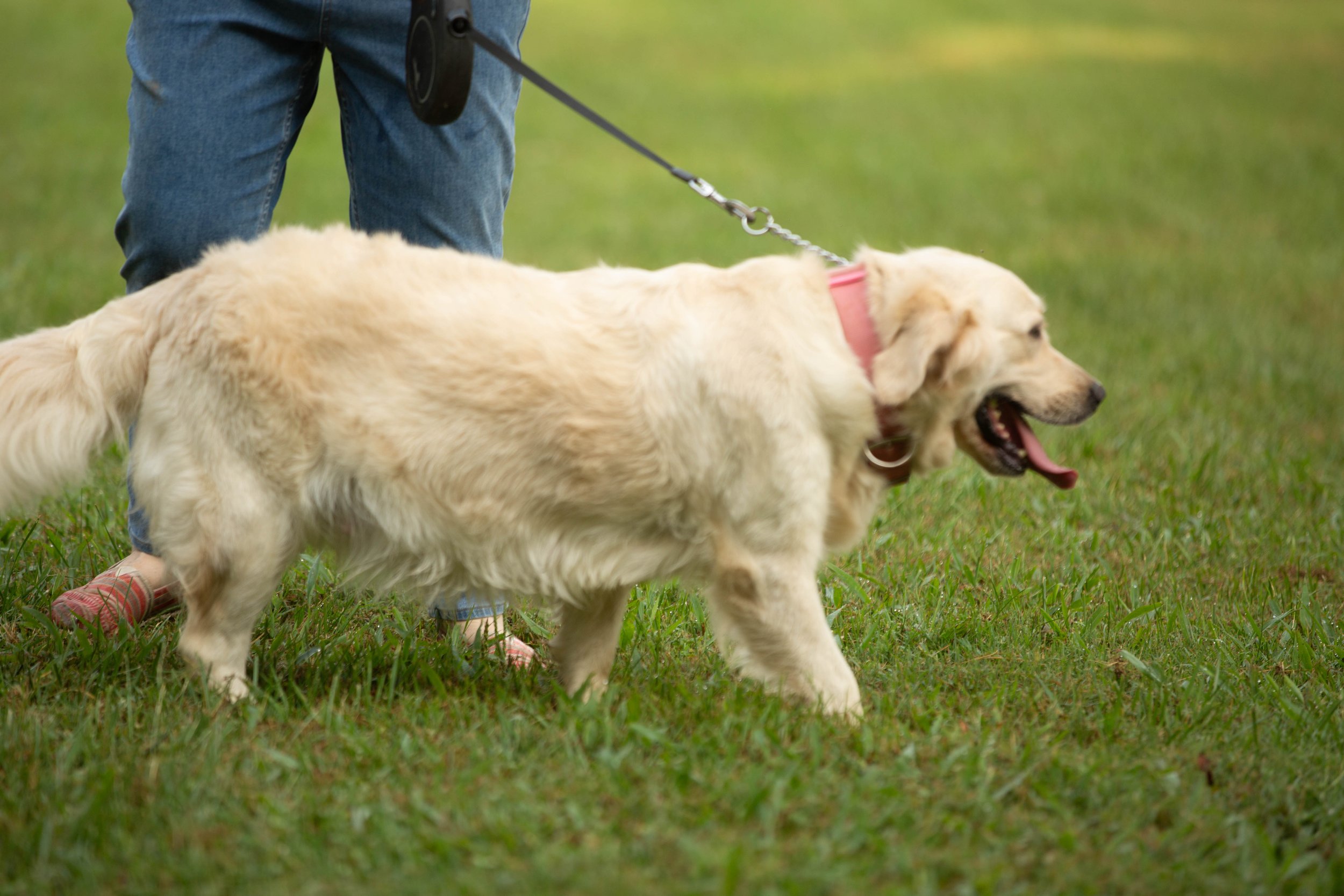 Our Dogs — COLD SPRING MOUNTAIN RETRIEVERS