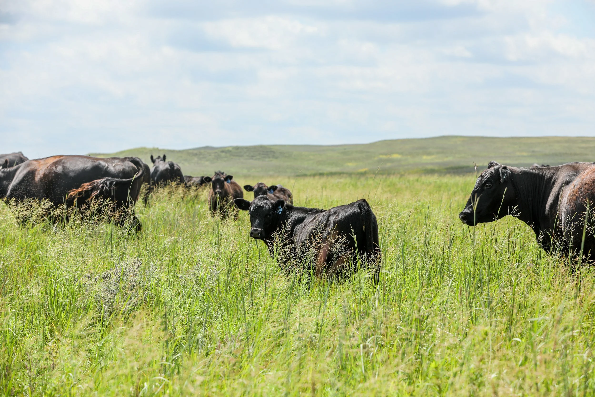 Annual Sale — Smith Angus Ranch