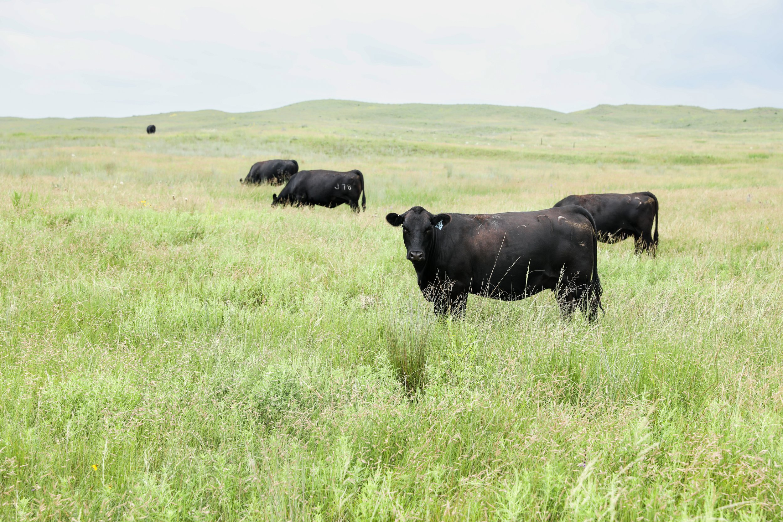 Annual Sale — Smith Angus Ranch
