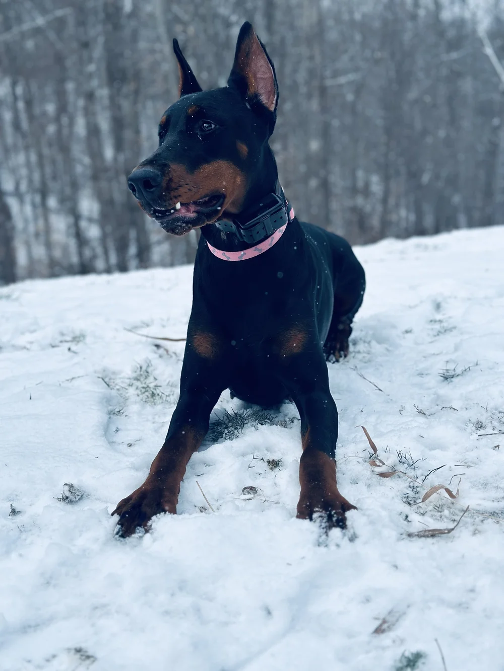 Upcoming European Doberman Puppies | Champion Blood Lines | Health ...