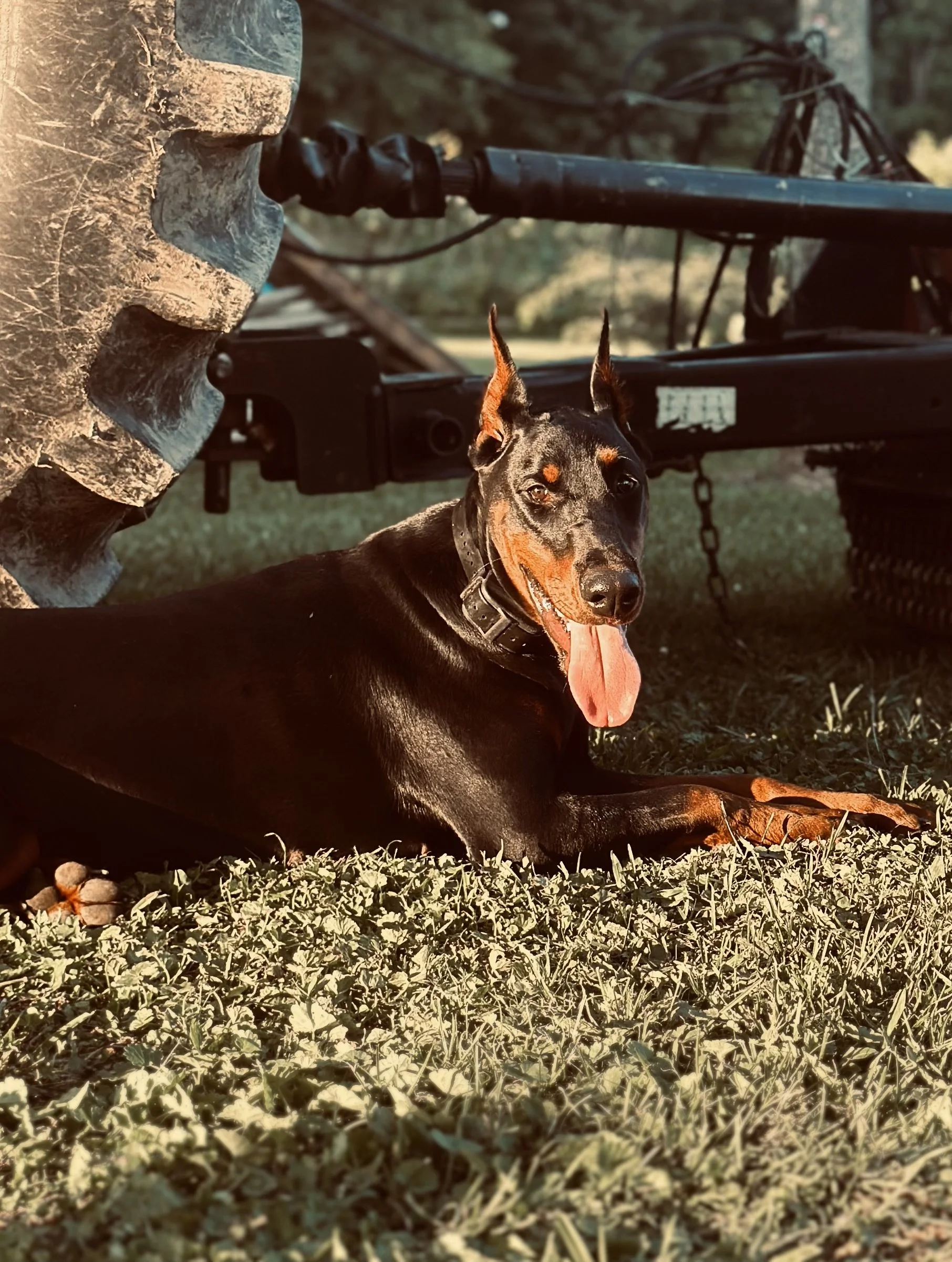 European Doberman Puppies For Sale