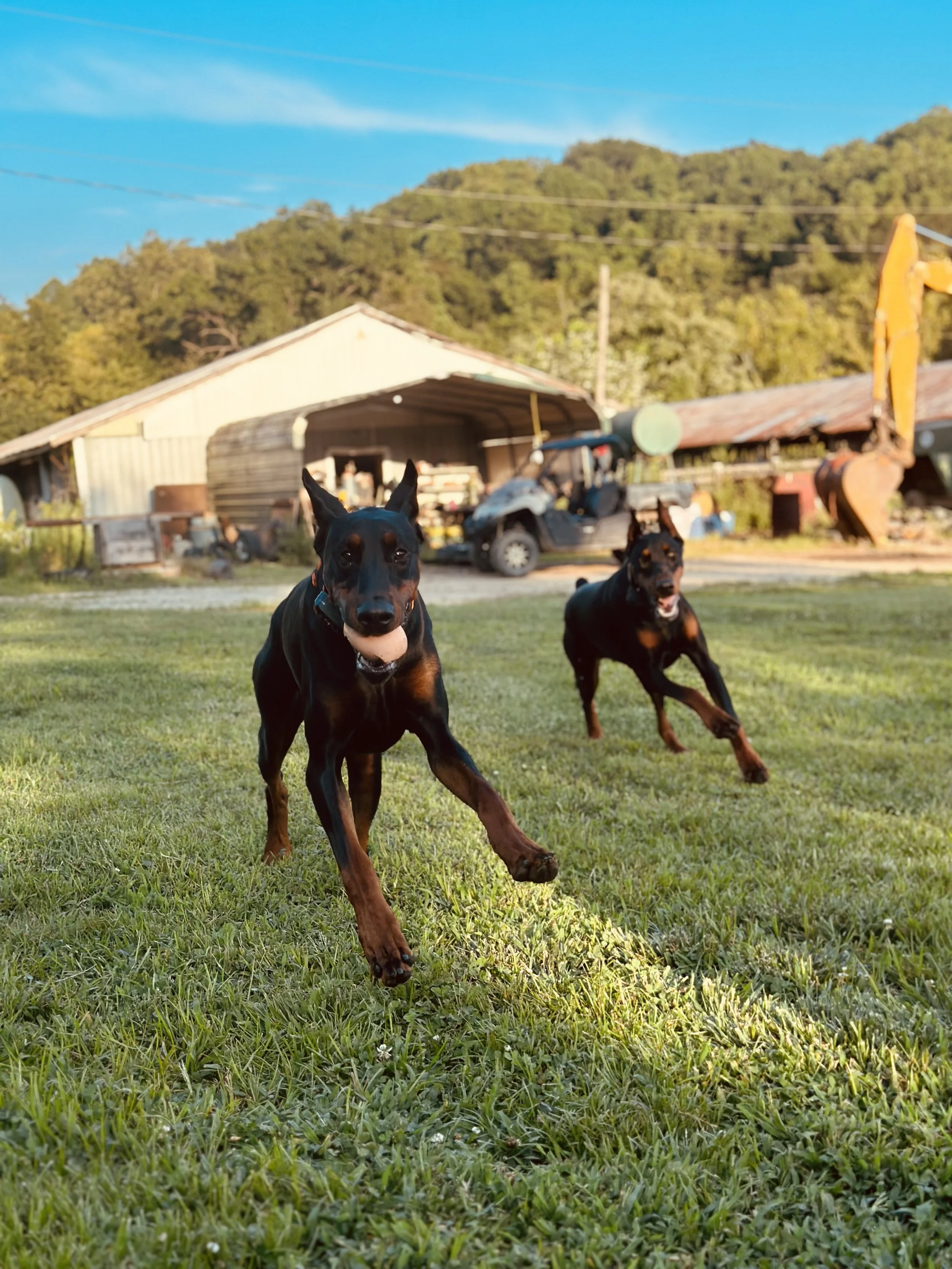 European Doberman Breeder Champion Lines Health Tested Arrowhead