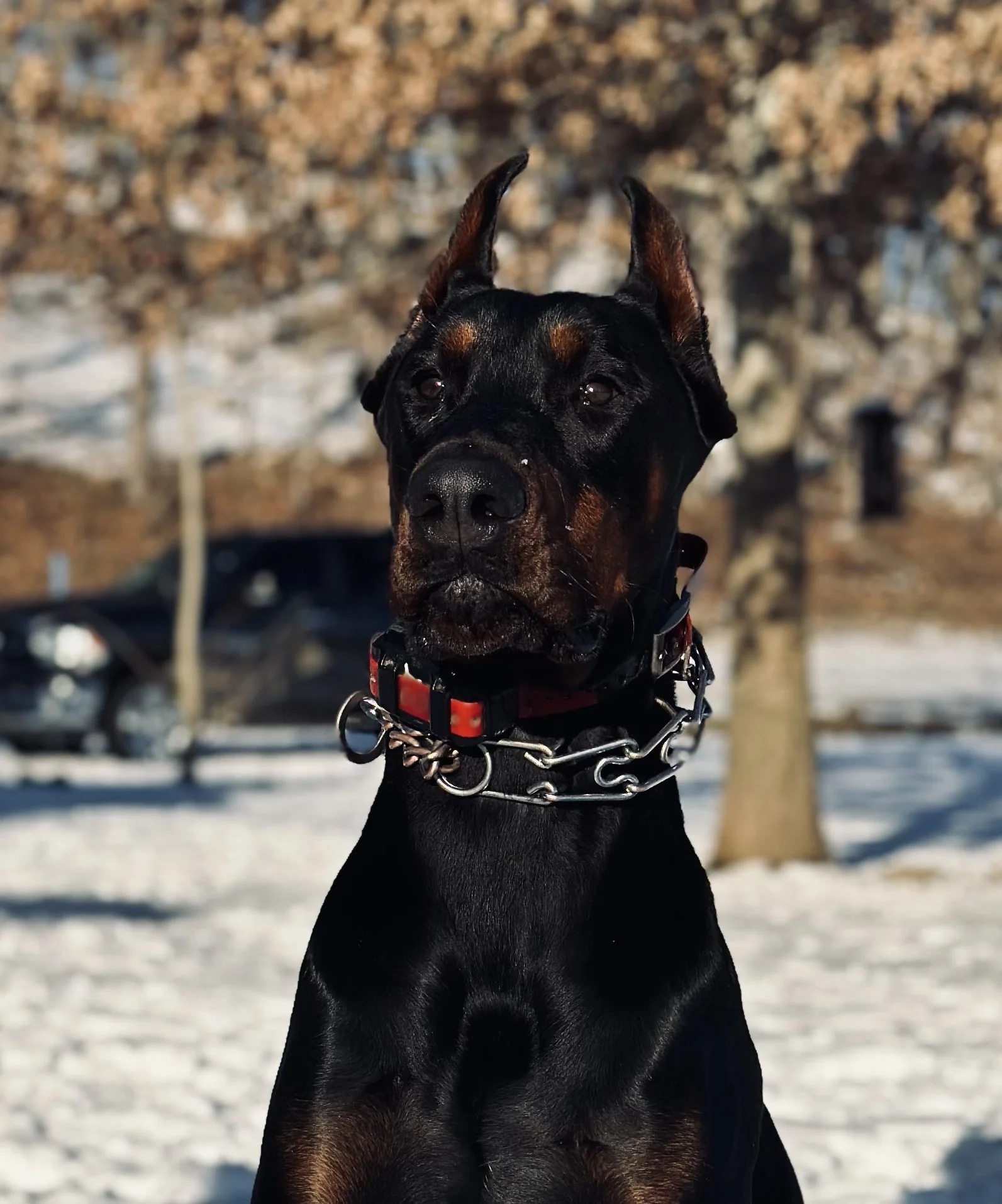 European Doberman Puppies For Sale