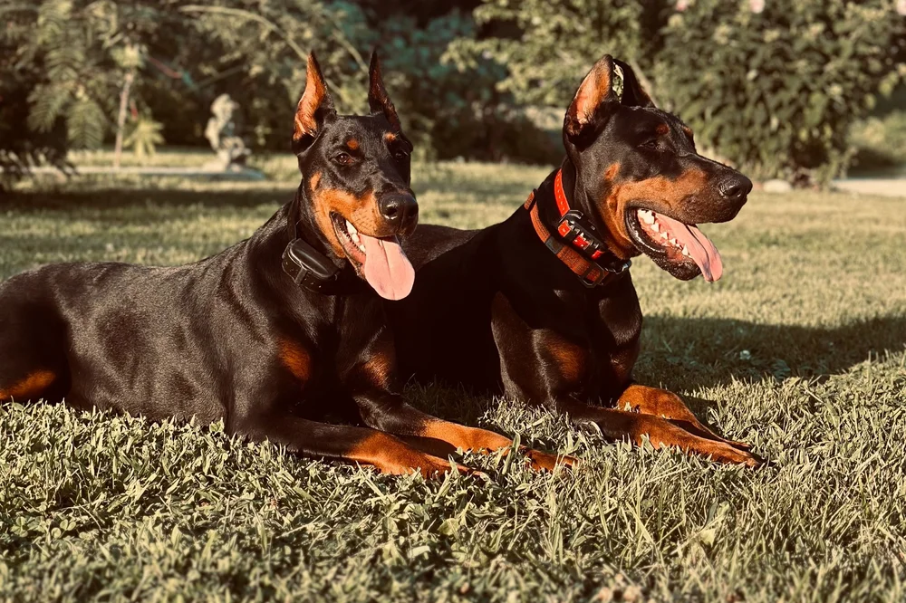 Upcoming European Doberman Puppies | Champion Blood Lines | Health ...