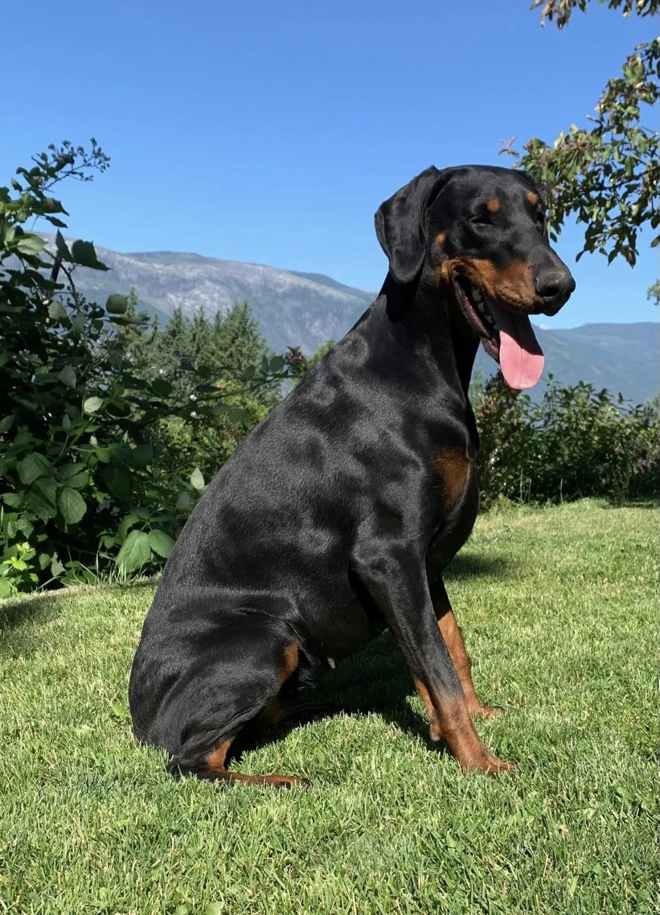 European Doberman Puppies For Sale