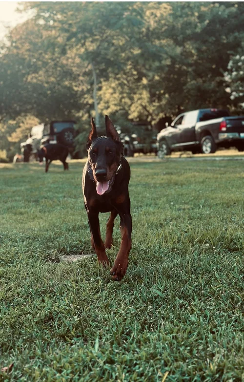 Upcoming European Doberman Puppies | Champion Blood Lines | Health ...