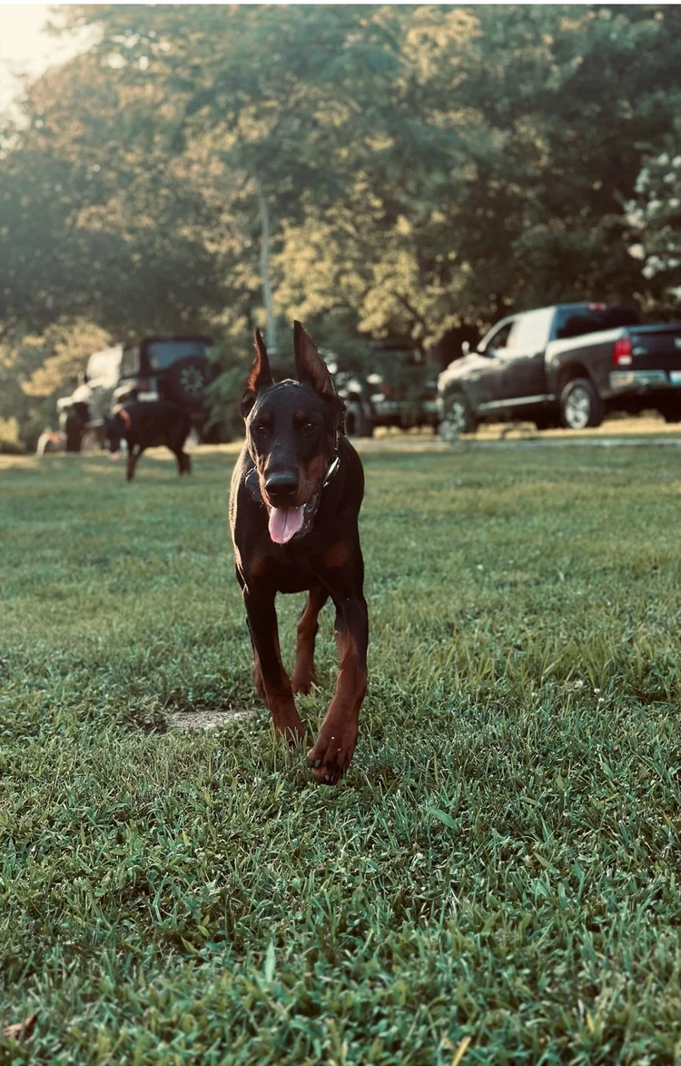 Upcoming European Doberman Puppies | Champion Blood Lines | Health ...