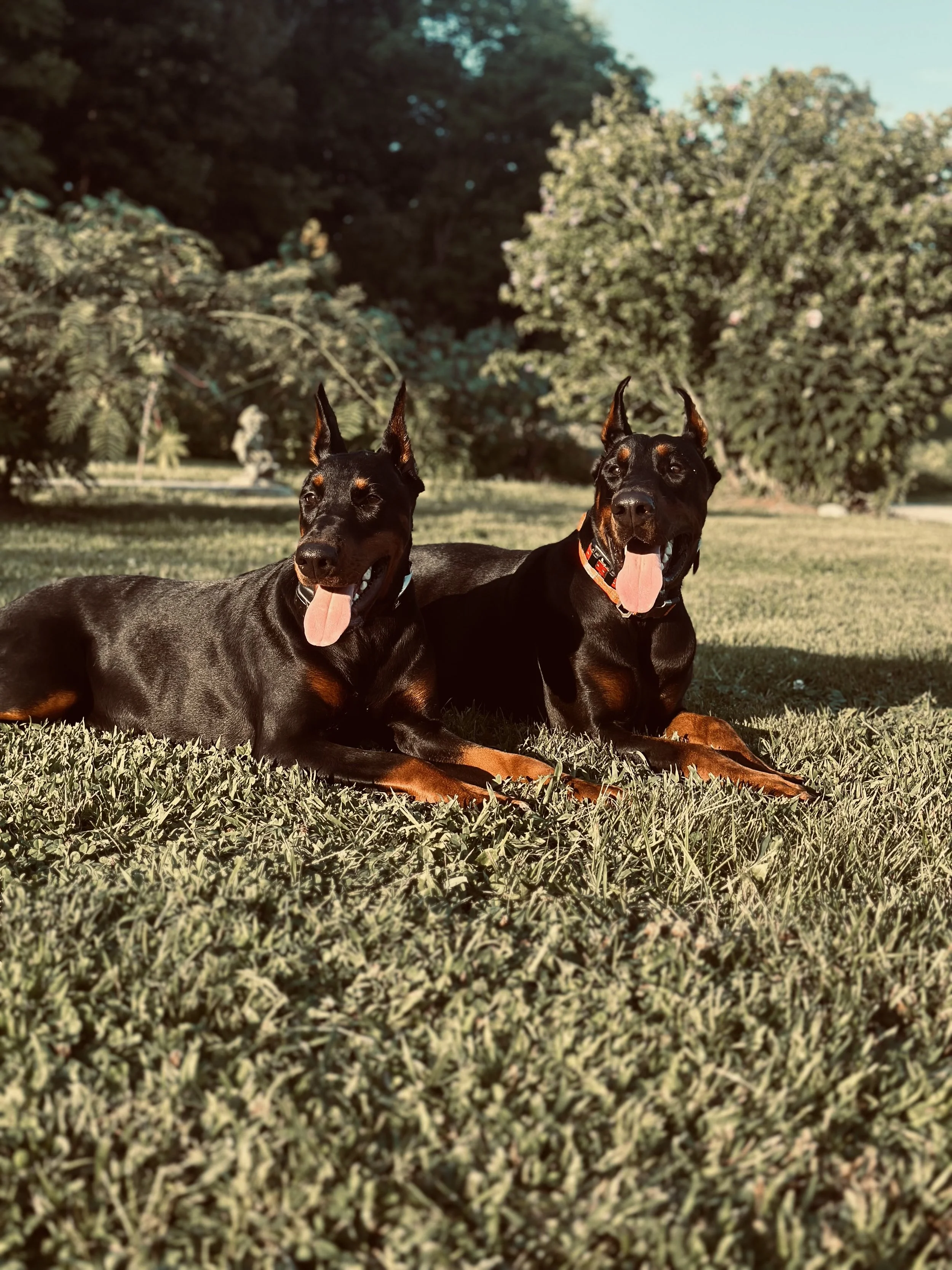 European Doberman Puppies For Sale