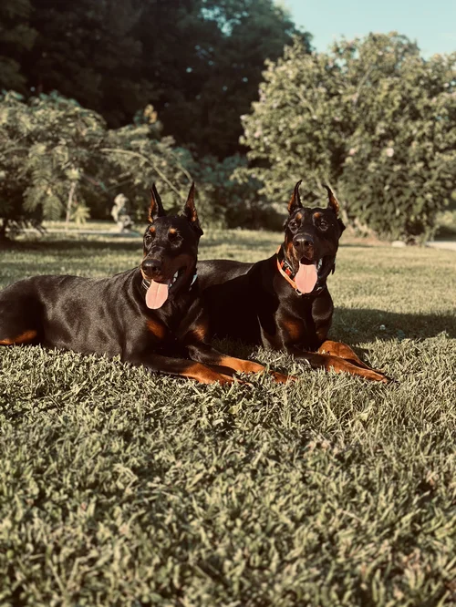 European Doberman Puppies For Sale
