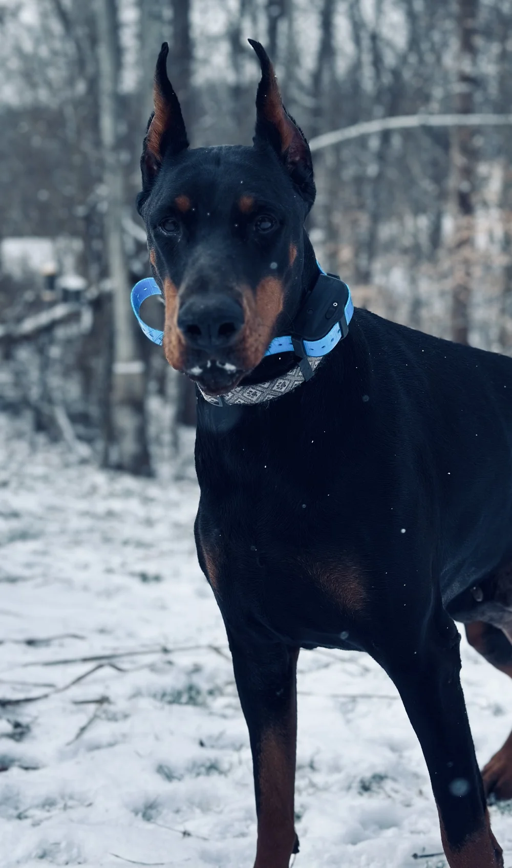 European Doberman Puppies For Sale