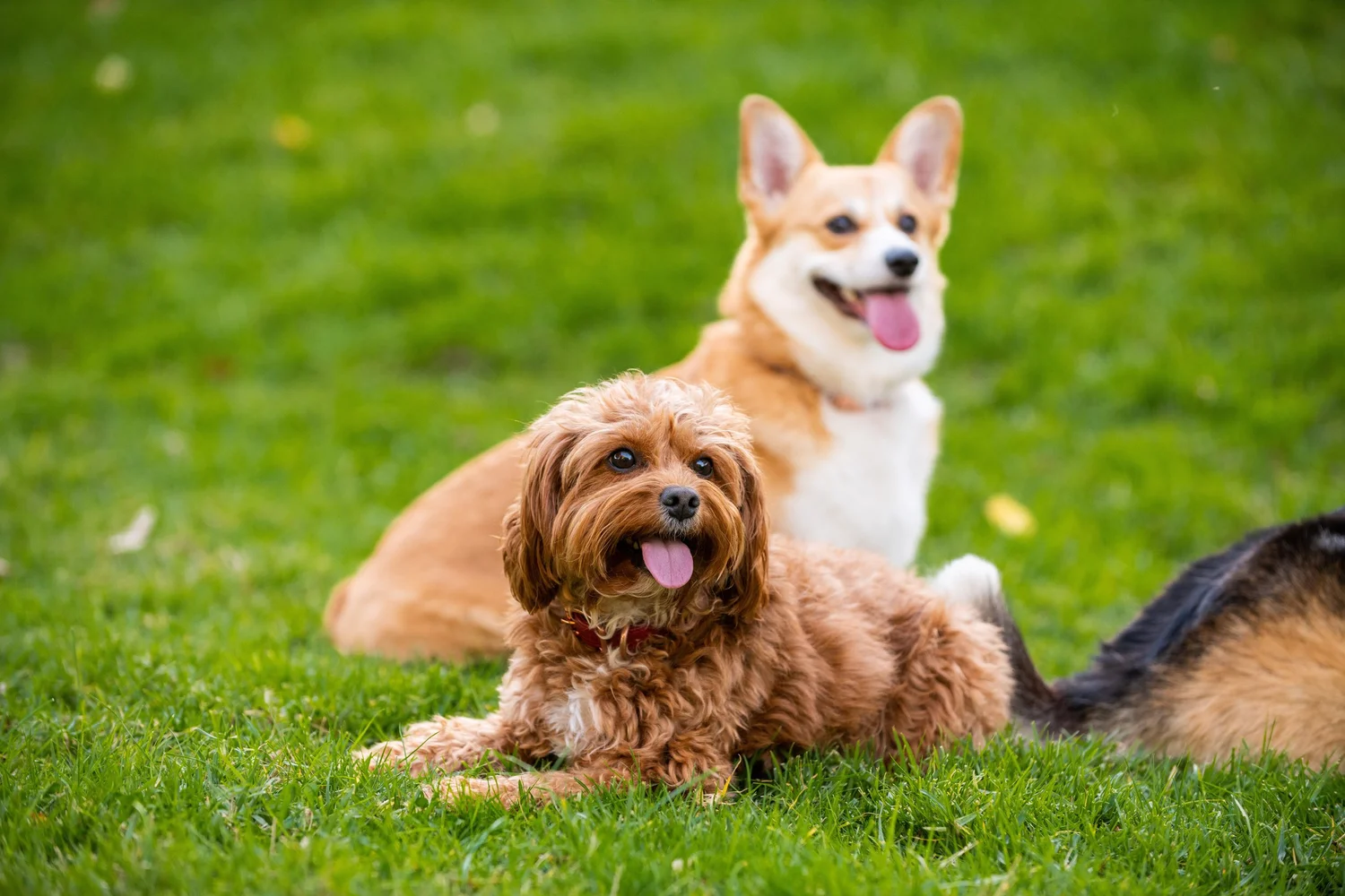 Victoria's only Fear Free Certified Veterinary Practice — Melbourne Dog ...