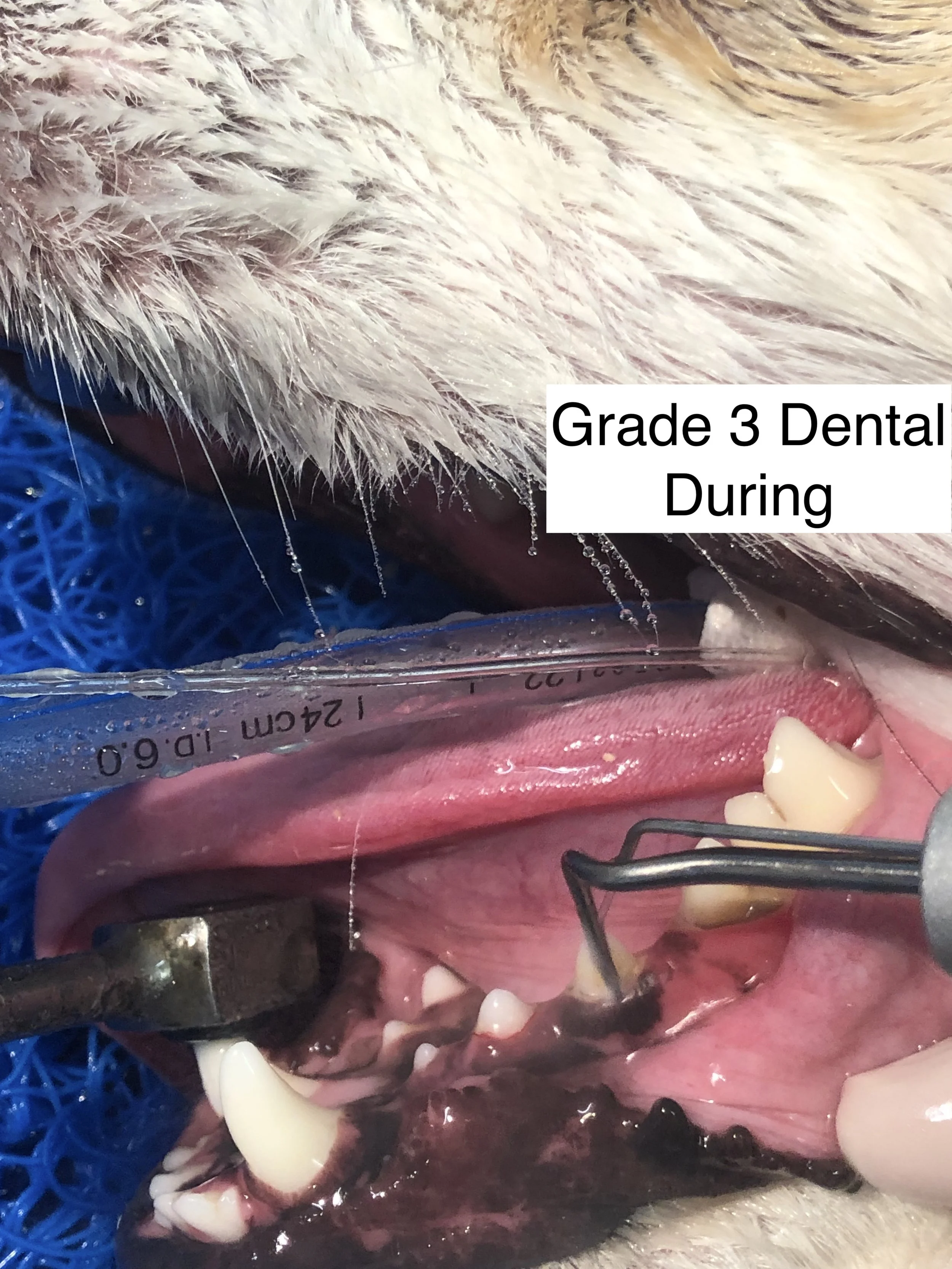 Affordable dog dentals — Melbourne Dog Clinic - Canine Veterinary ...