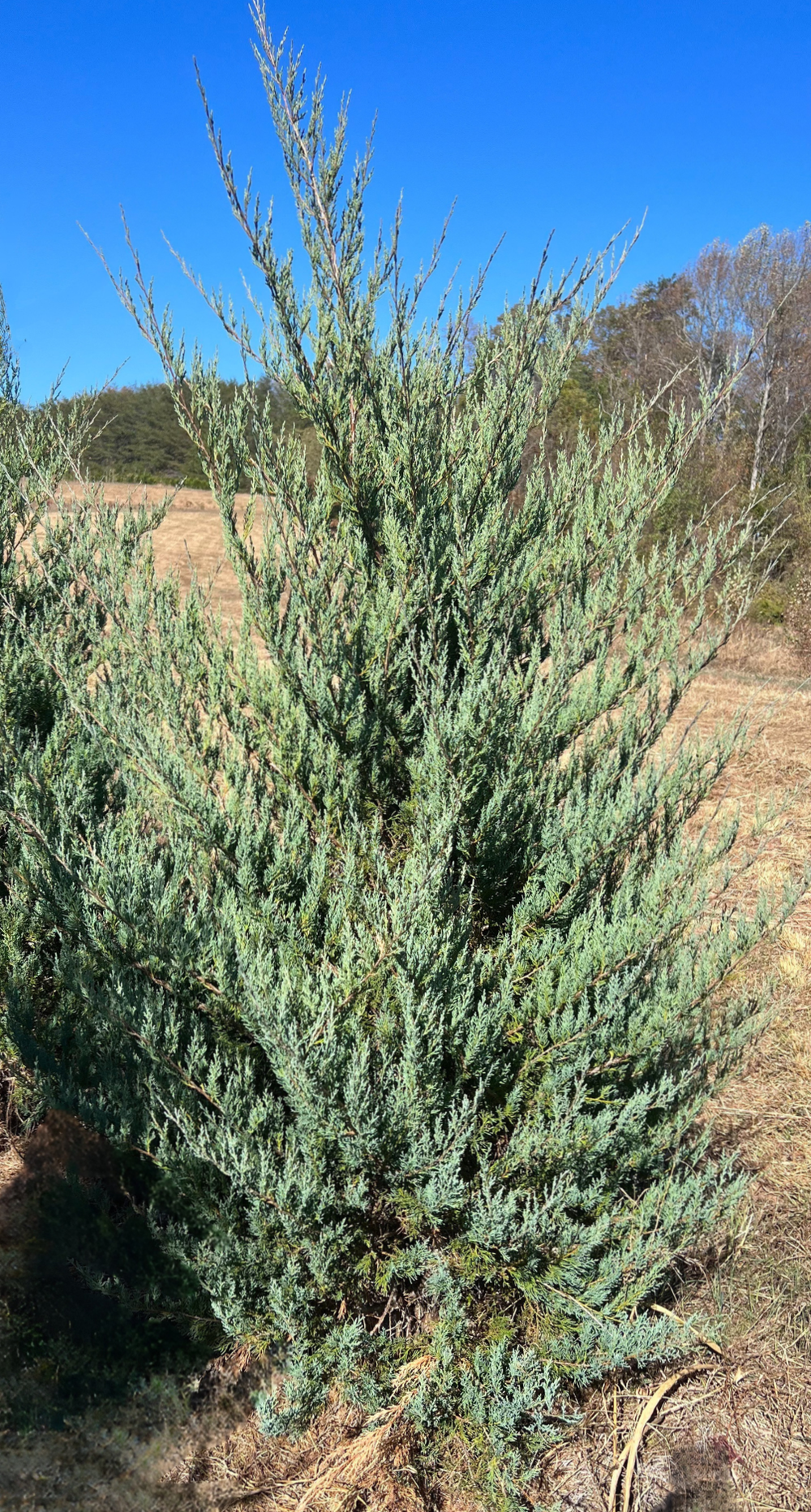 Triangle Nursery | Wholesale Plants & Trees | Shipping Nationwide