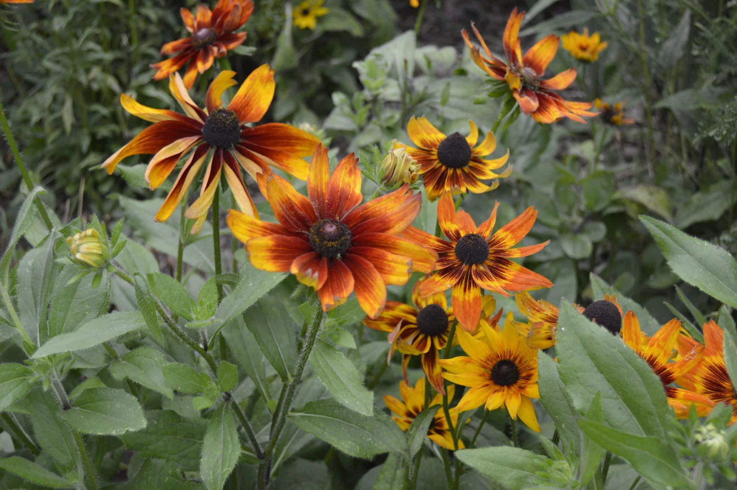 Tips for a full, lush looking Garden — Garden Unwind — Garden Unwind