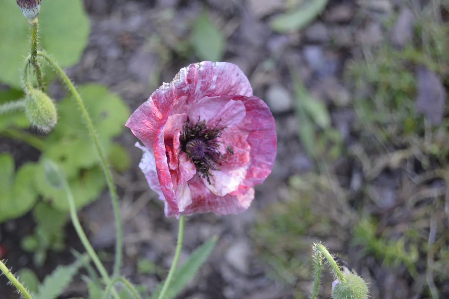 Tips for a full, lush looking Garden — Garden Unwind — Garden Unwind