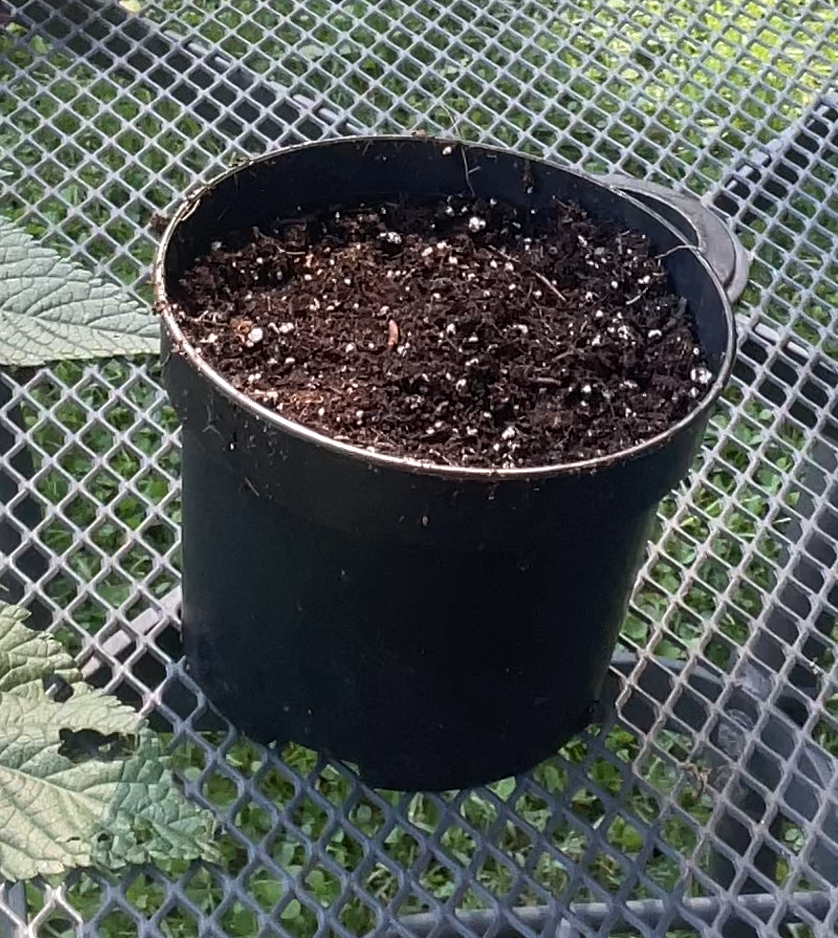 MULTIPLY YOUR FAVORITE PLANTS FOR FREE WITH CUTTINGS — Garden Unwind