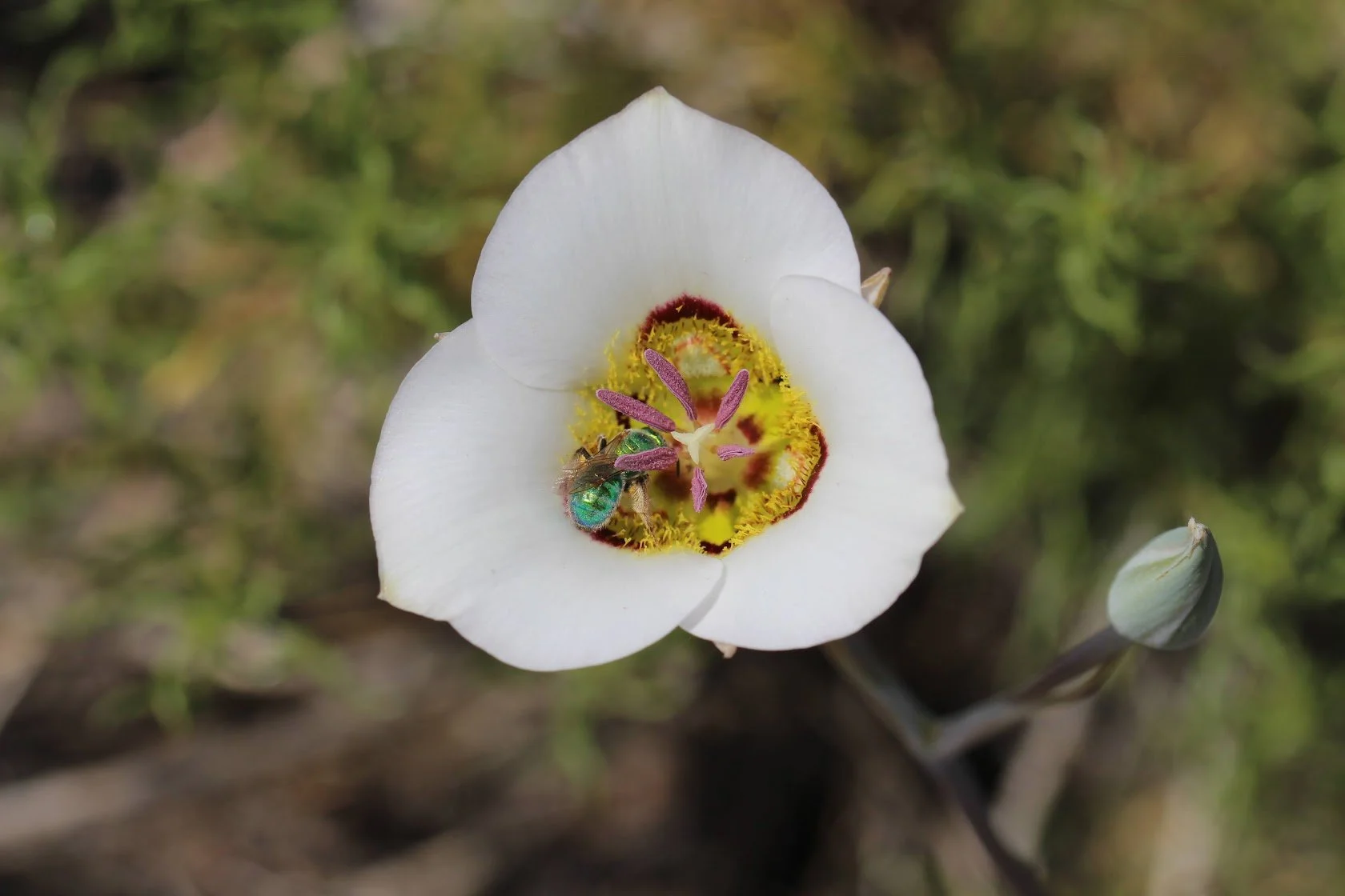 Nevada Native Plant Society