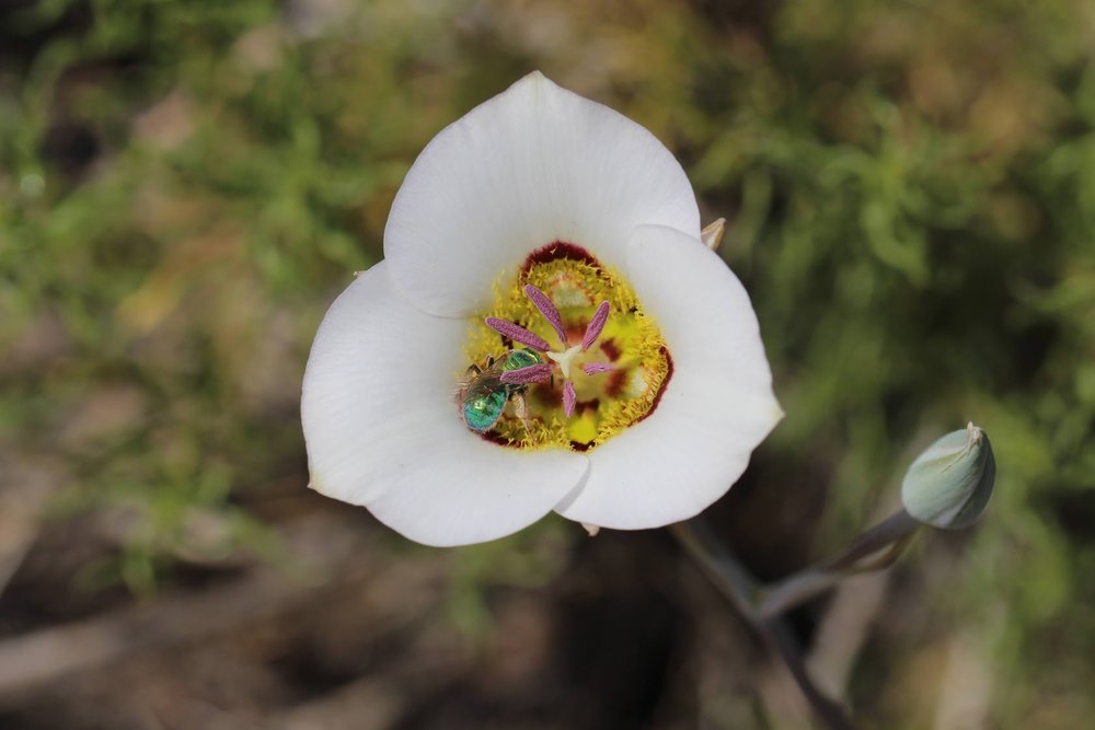 Nevada Native Plant Society