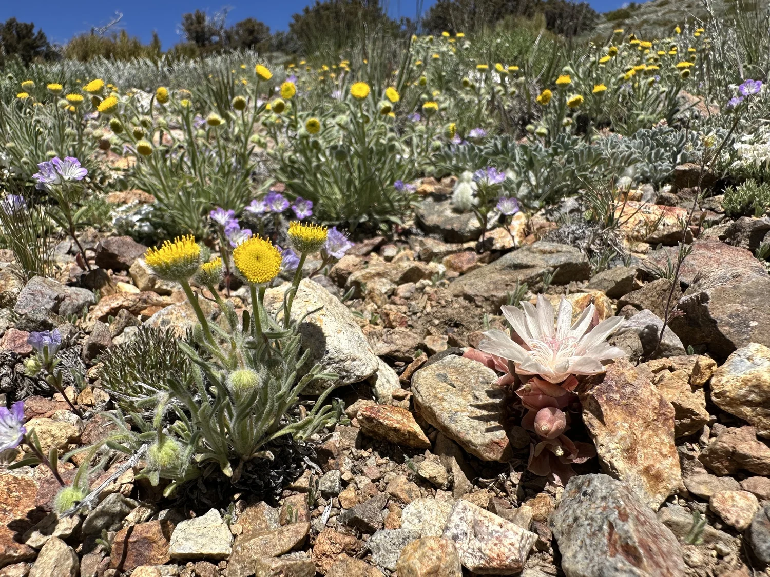 Events — Nevada Native Plant Society