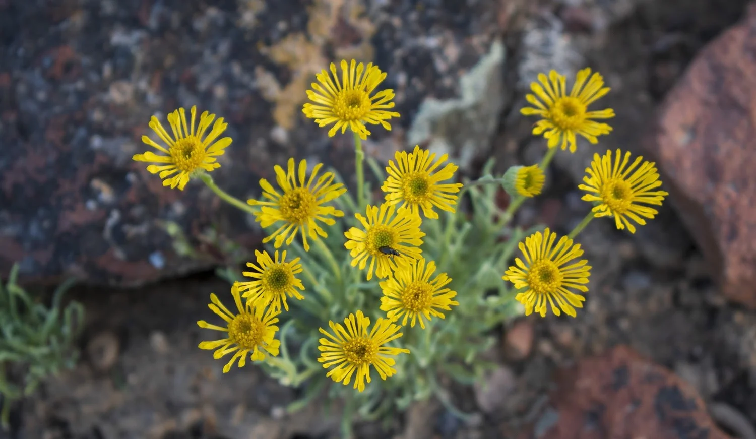 Nevada Native Plant Society
