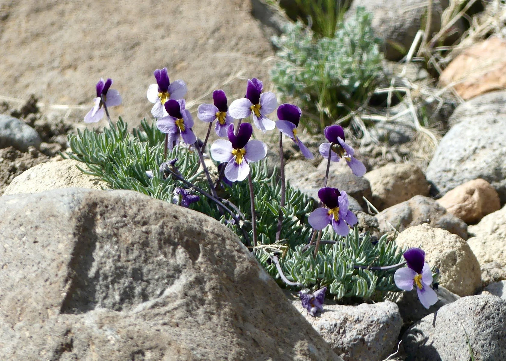 Nevada Native Plant Society