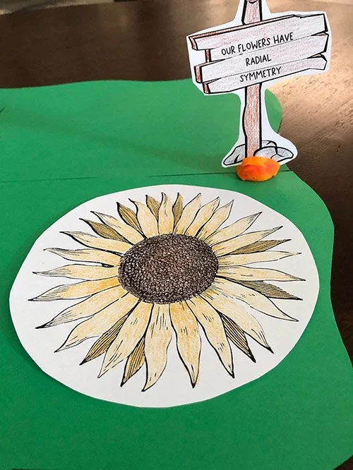 Combining Art and Math: Creating a Symmetry Garden — Innate Press®