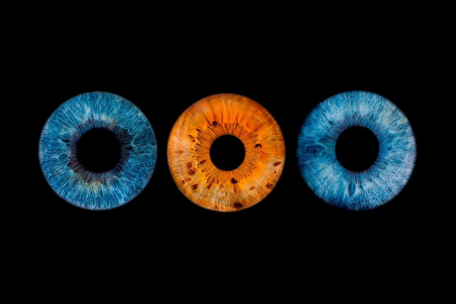 Iris Galerie. Photographies d'Iris Haut Rhin Colmar Mulhouse — Iris ...