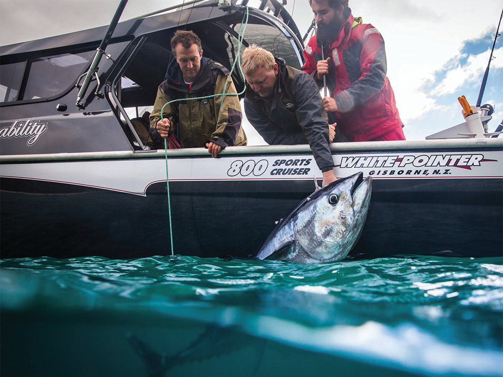 White Pointer Boats - aluminium boats for sale nz, custom alloy boat ...