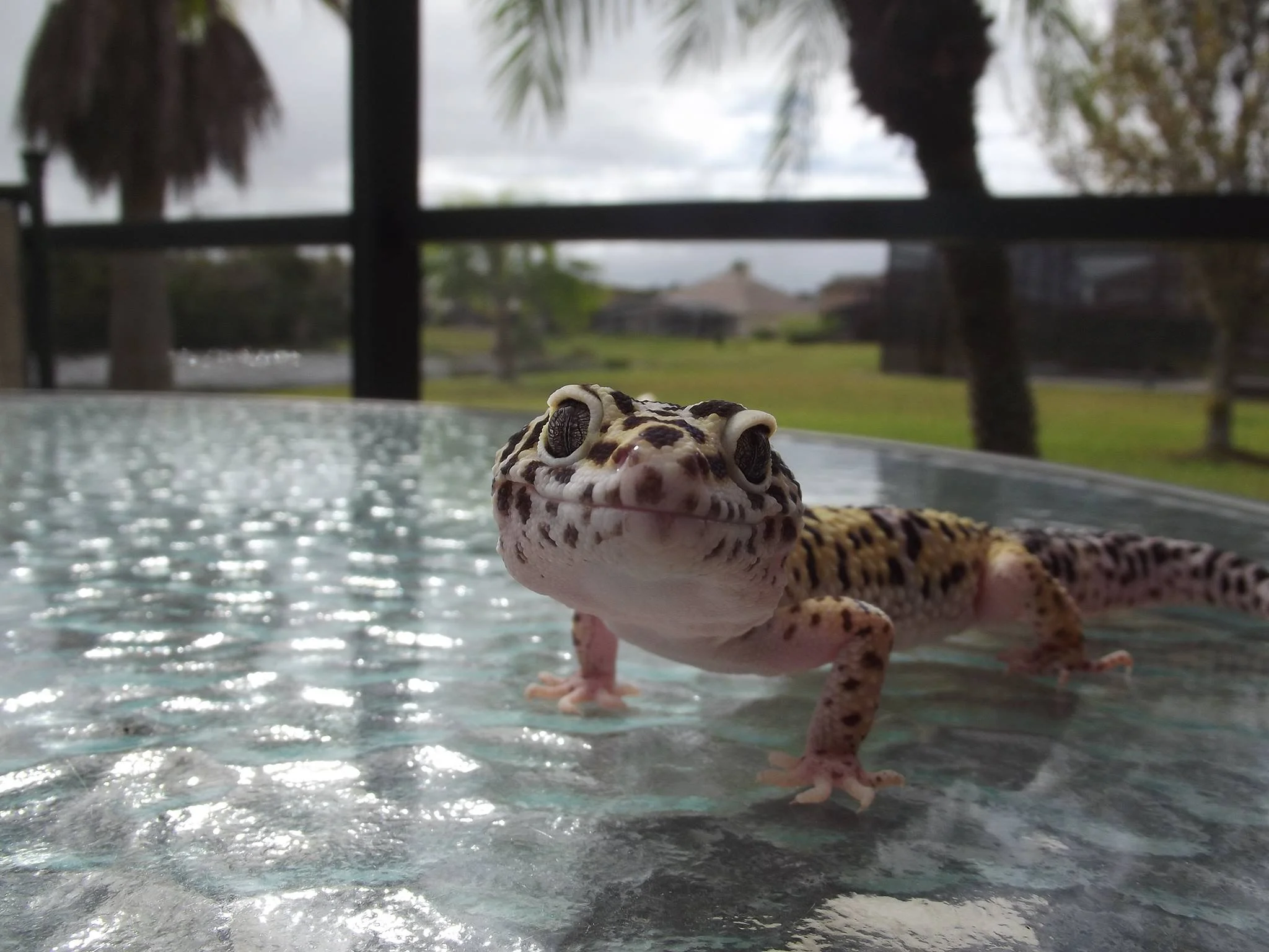 Shop — Blazing Reptiles