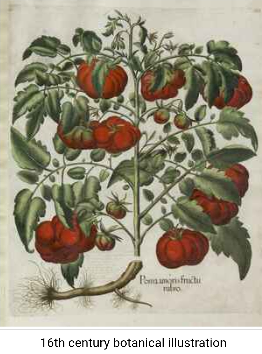 The Tomato Origin Story — Homegrown Horticulture