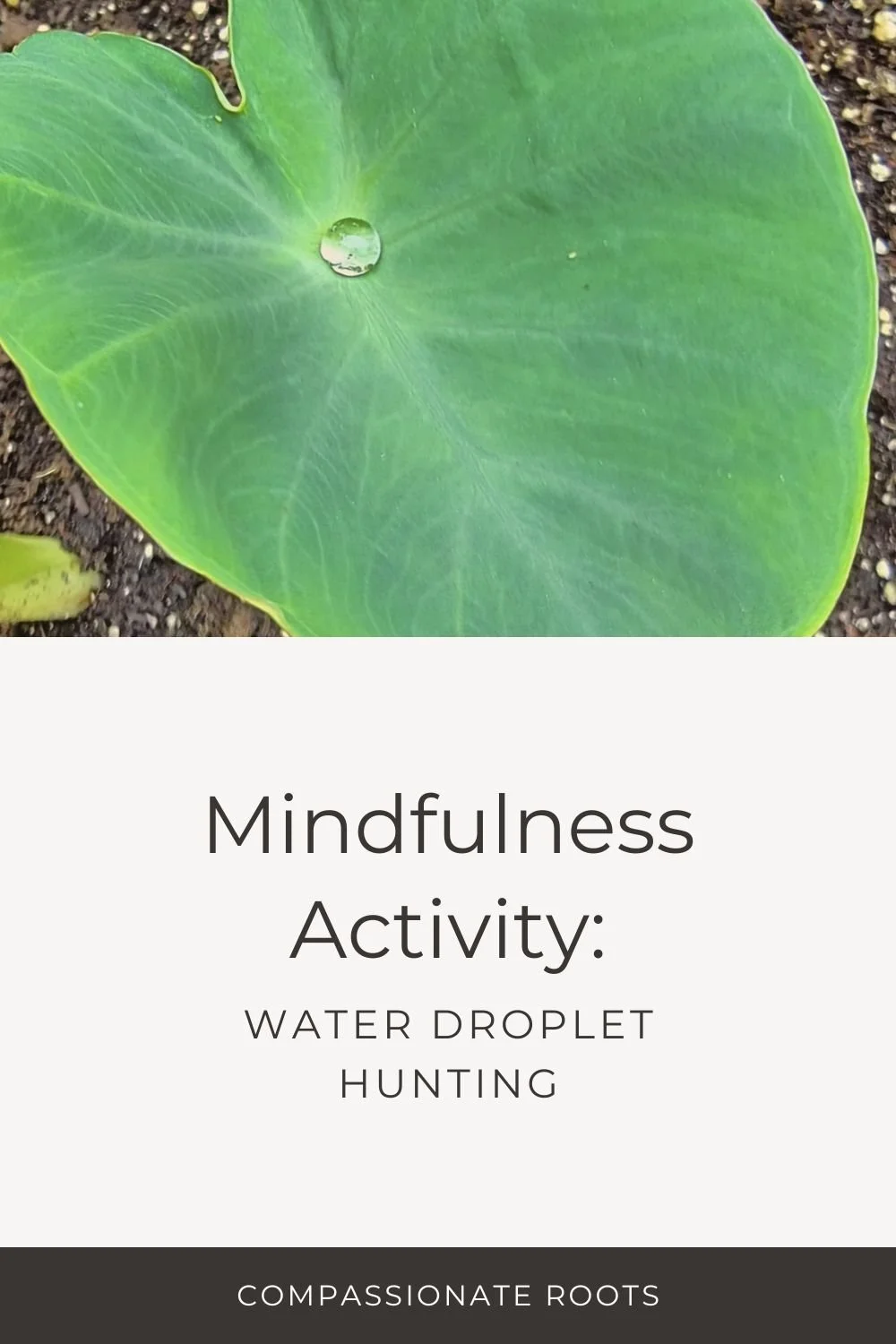 Mindfulness Activity: Water Droplet Hunting — Compassionate Roots