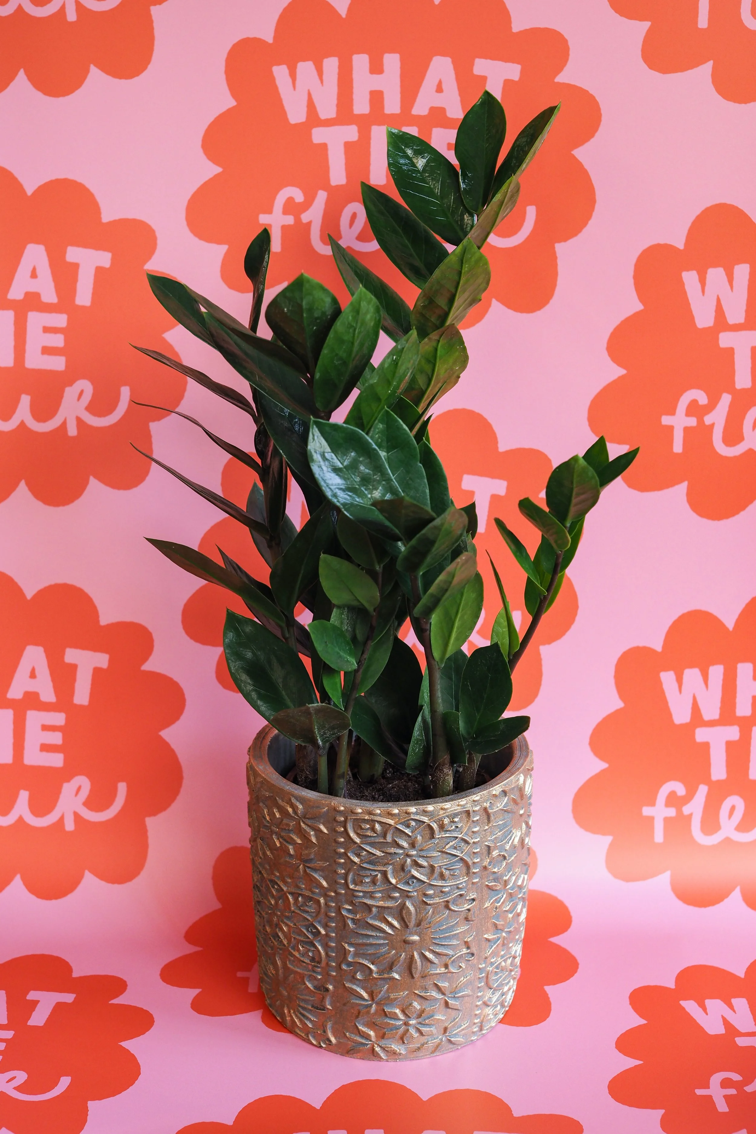 'ZZ' Plant — What the Fleur