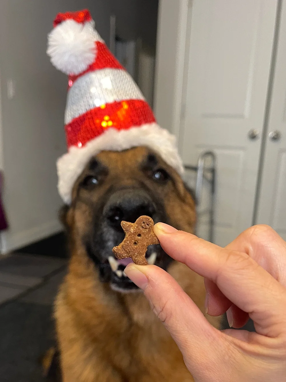 Gingerbread Dog Biscuits — MEET THE CHOWS
