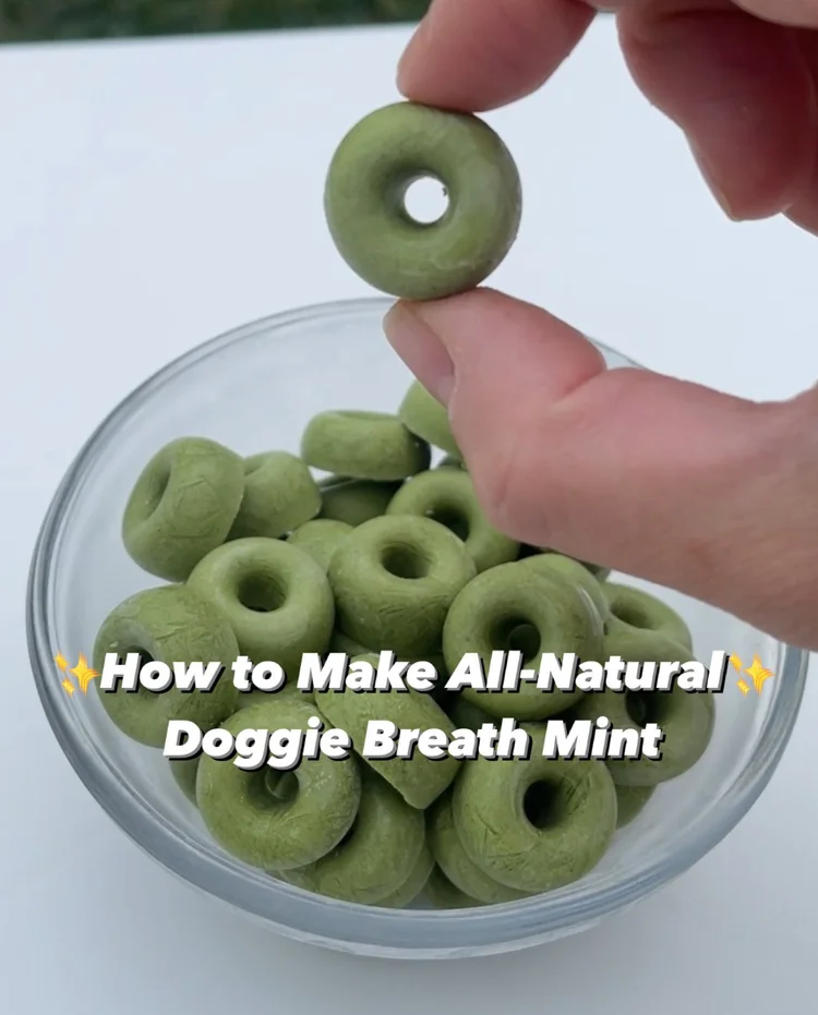 How to make all-natural dog breath mint — MEET THE CHOWS