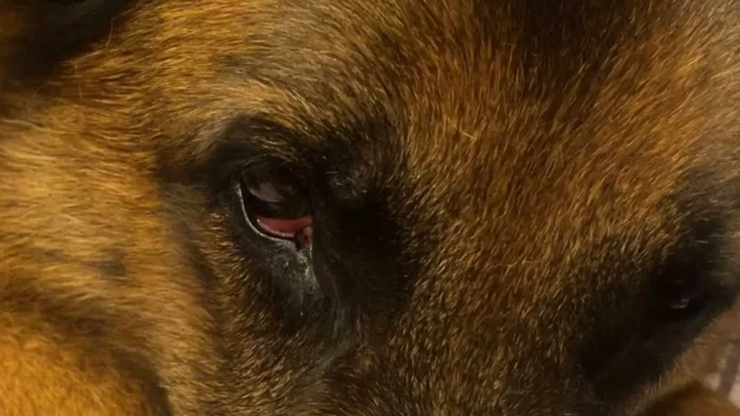 German Shepherd's Health Journey - From Eye Trouble to a Vet Visit ...