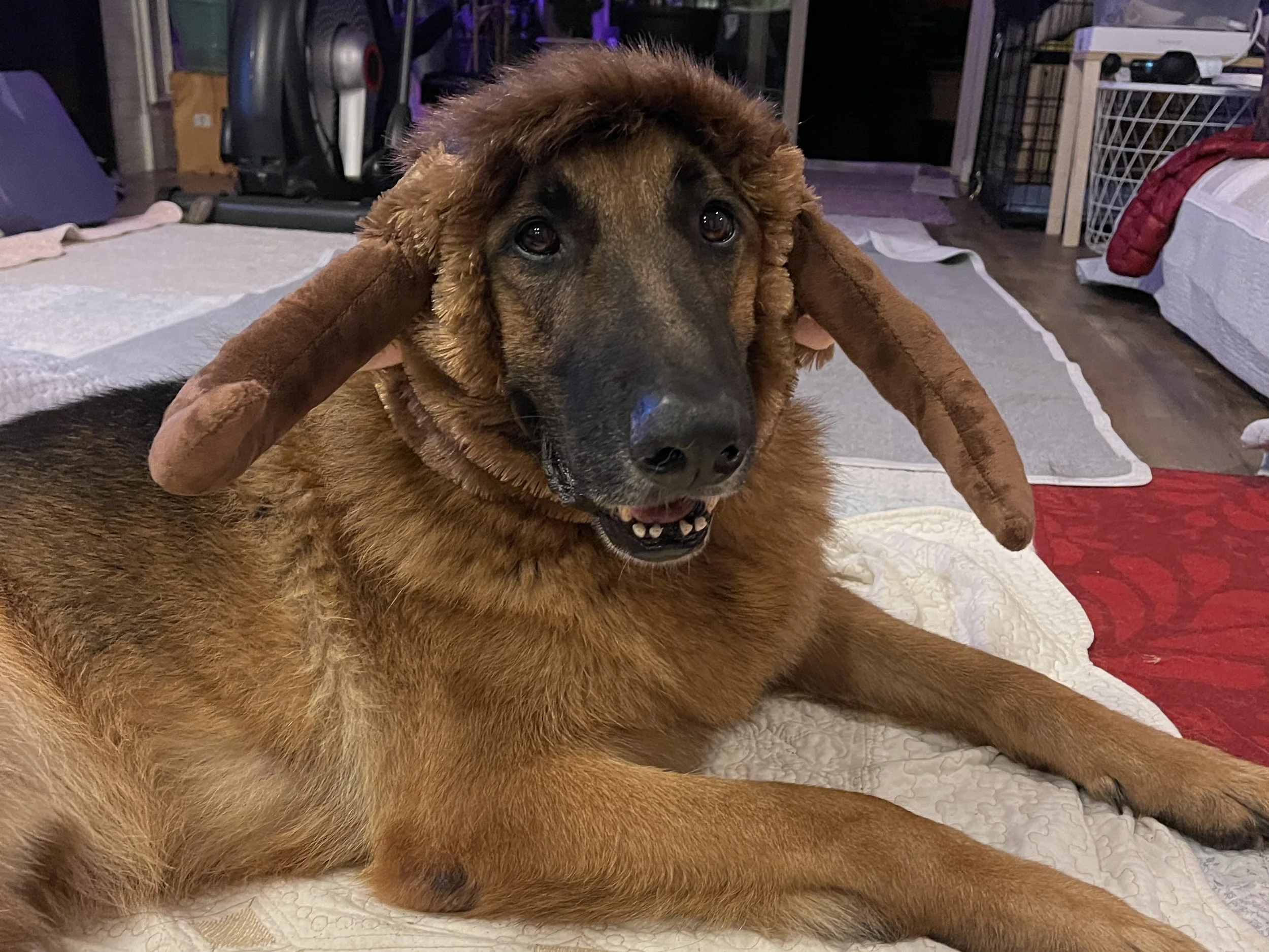 Best Halloween Costumes for German Shepherd — MEET THE CHOWS