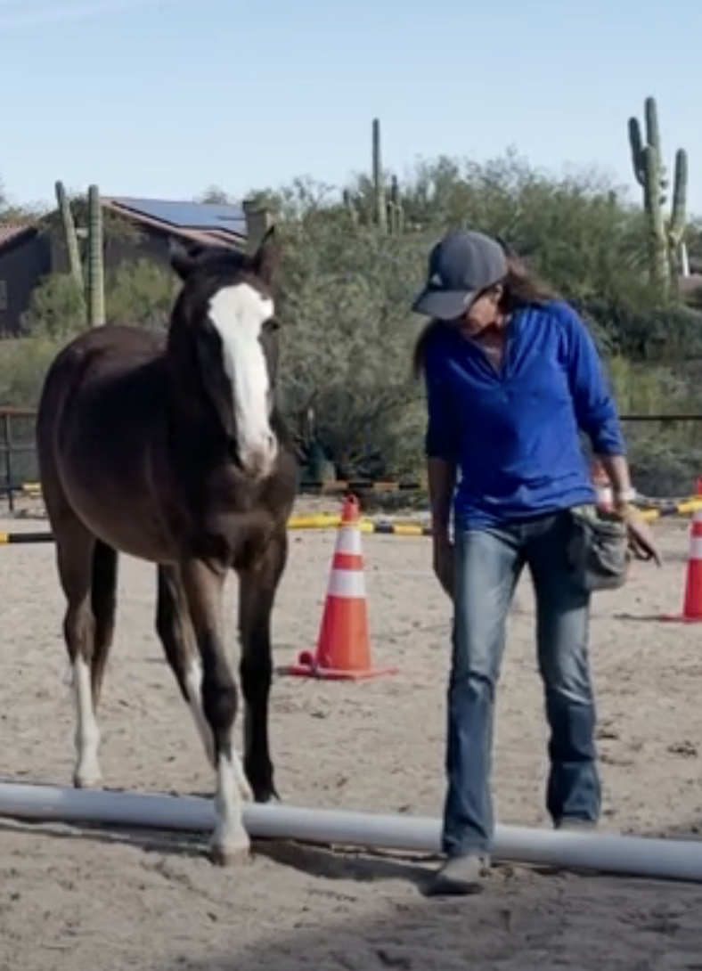 Chai - Impulse Control — Heartful Horse Training
