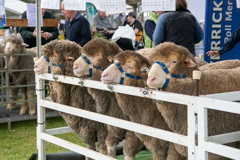 Victorian State Merino Field Day — Merino Victoria